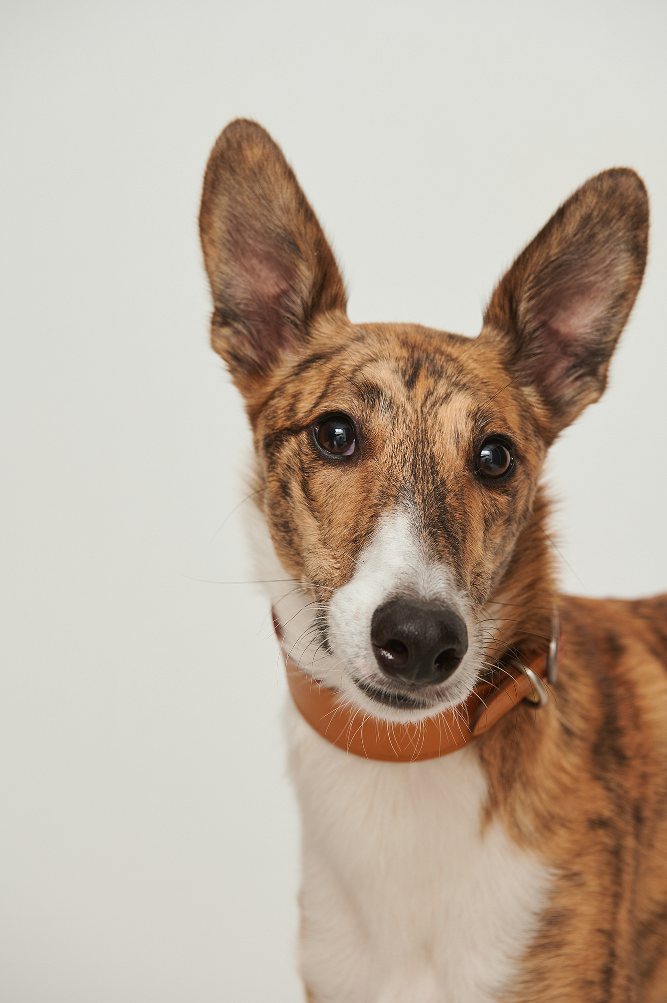 Wide Leather Dog Collar Brown | NA-KD